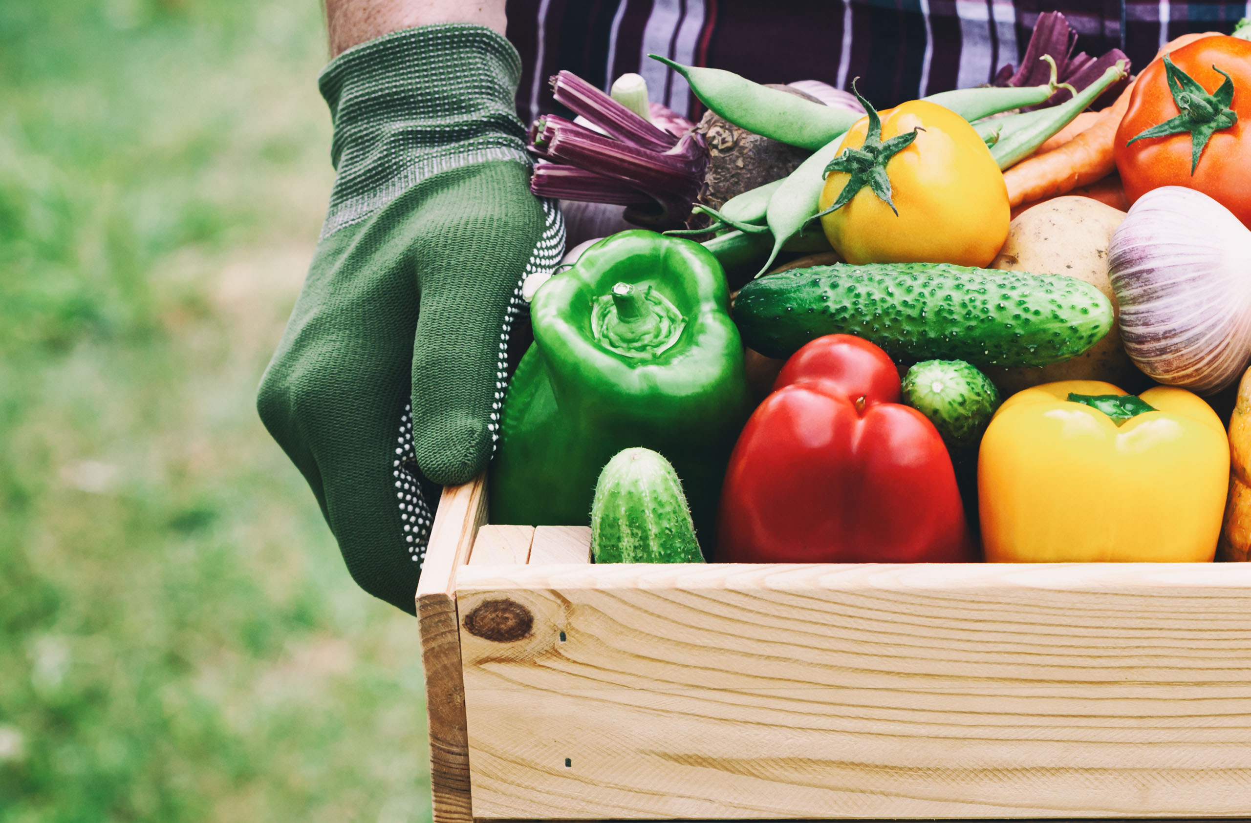 Gli Ortaggi - Verdagri s.r.l.